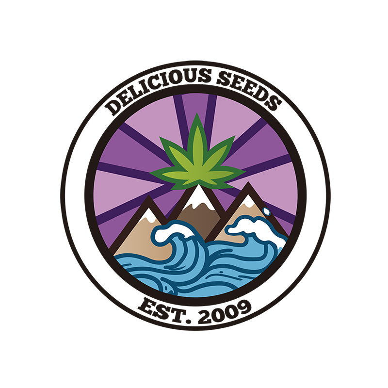 Critical Jack Herer Fem | GranaShop